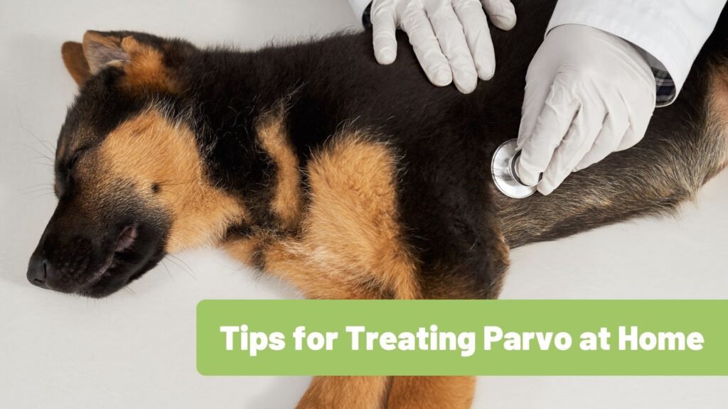 DIY Care: Tips for Treating Parvo at Home Safely and Effectively - Raw ...