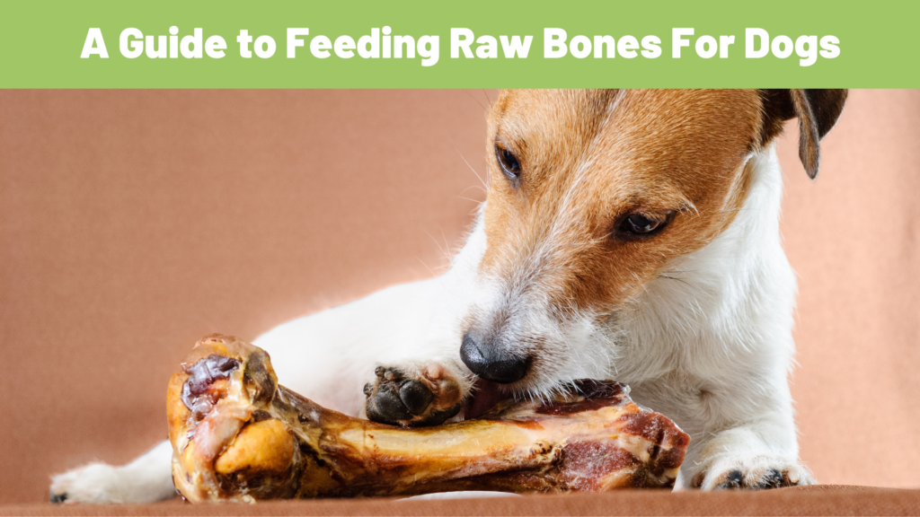 Bones and Beyond: The Ultimate Guide to Safely Feeding Raw Bones to ...