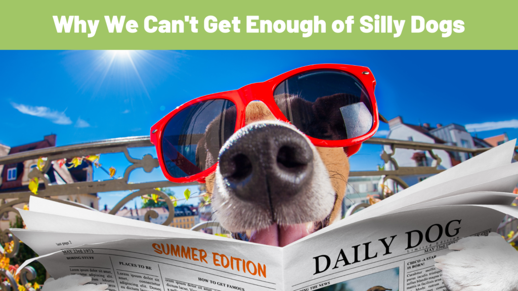 Paws-itively Hilarious: Why We Can't Get Enough of Silly Dogs - Raw ...