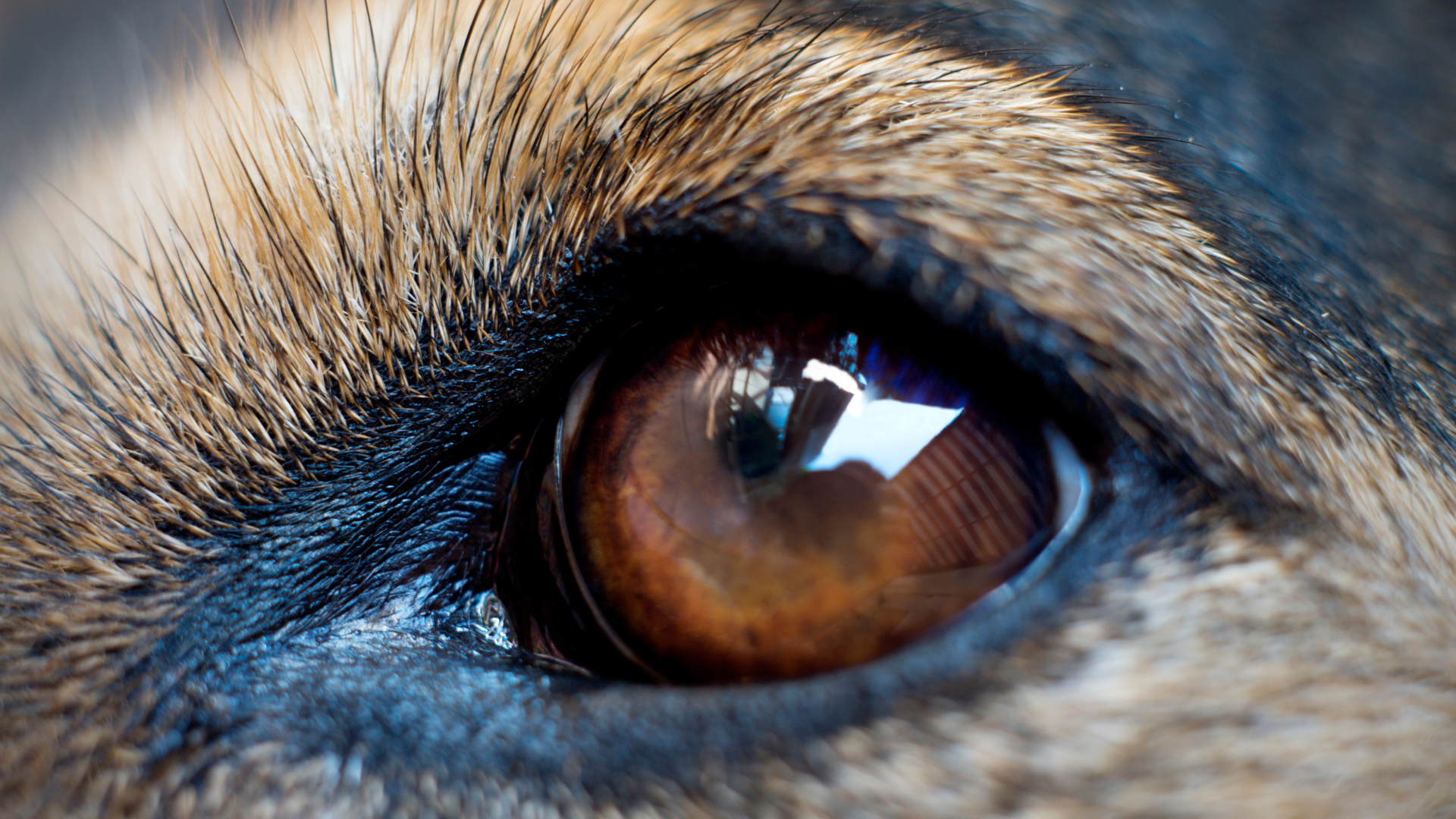 The Soulful Stare: Decoding the Meaning Behind Dogs' Intense Eye ...